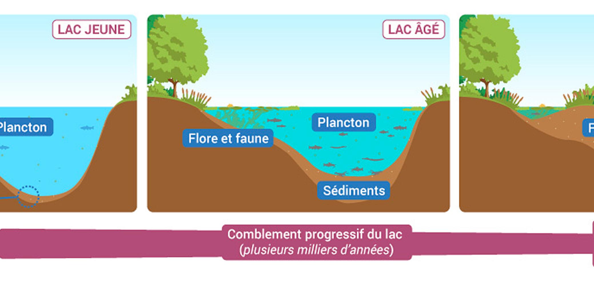 Lacs et étangs, des écosystèmes riches et dynamiques | Eaufrance
